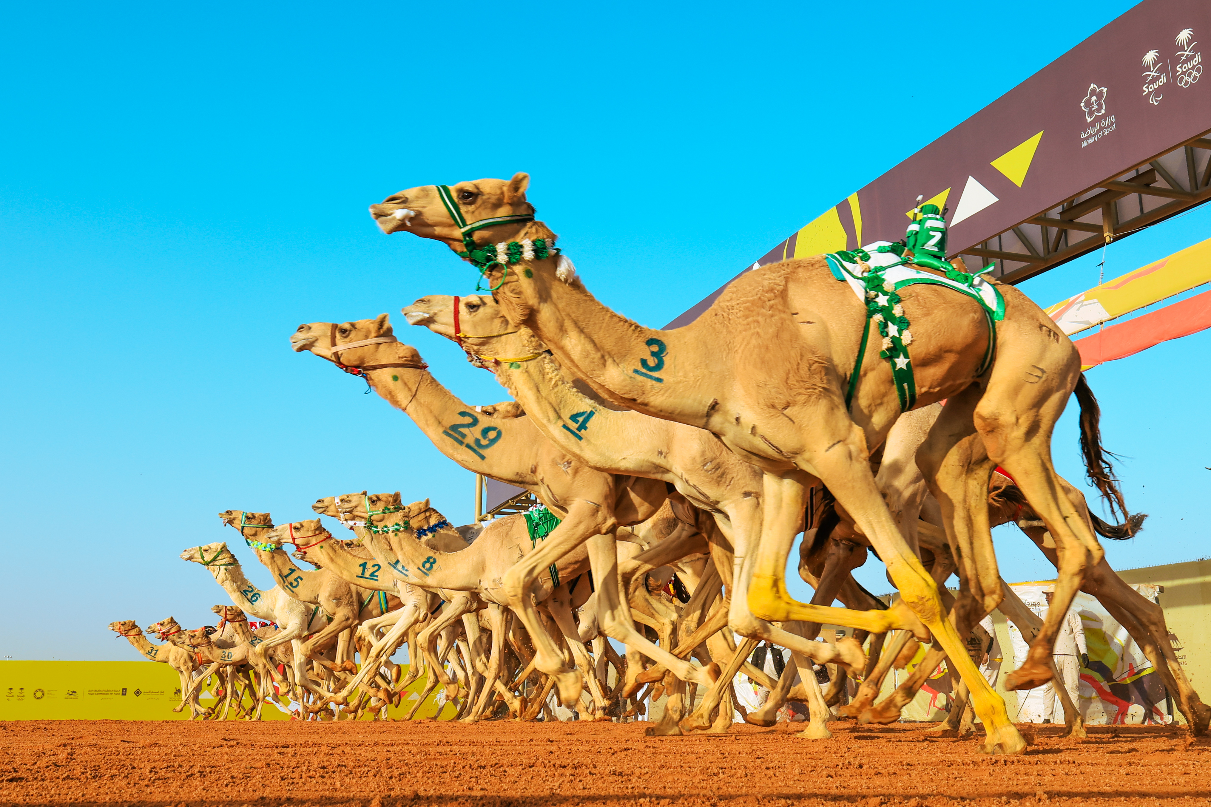 الإتحاد السعودي للهجن